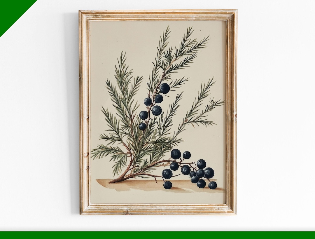 Juniper Twig Winter Wall Art, Juniper Branch Vintage Winter PRINTABLE ...