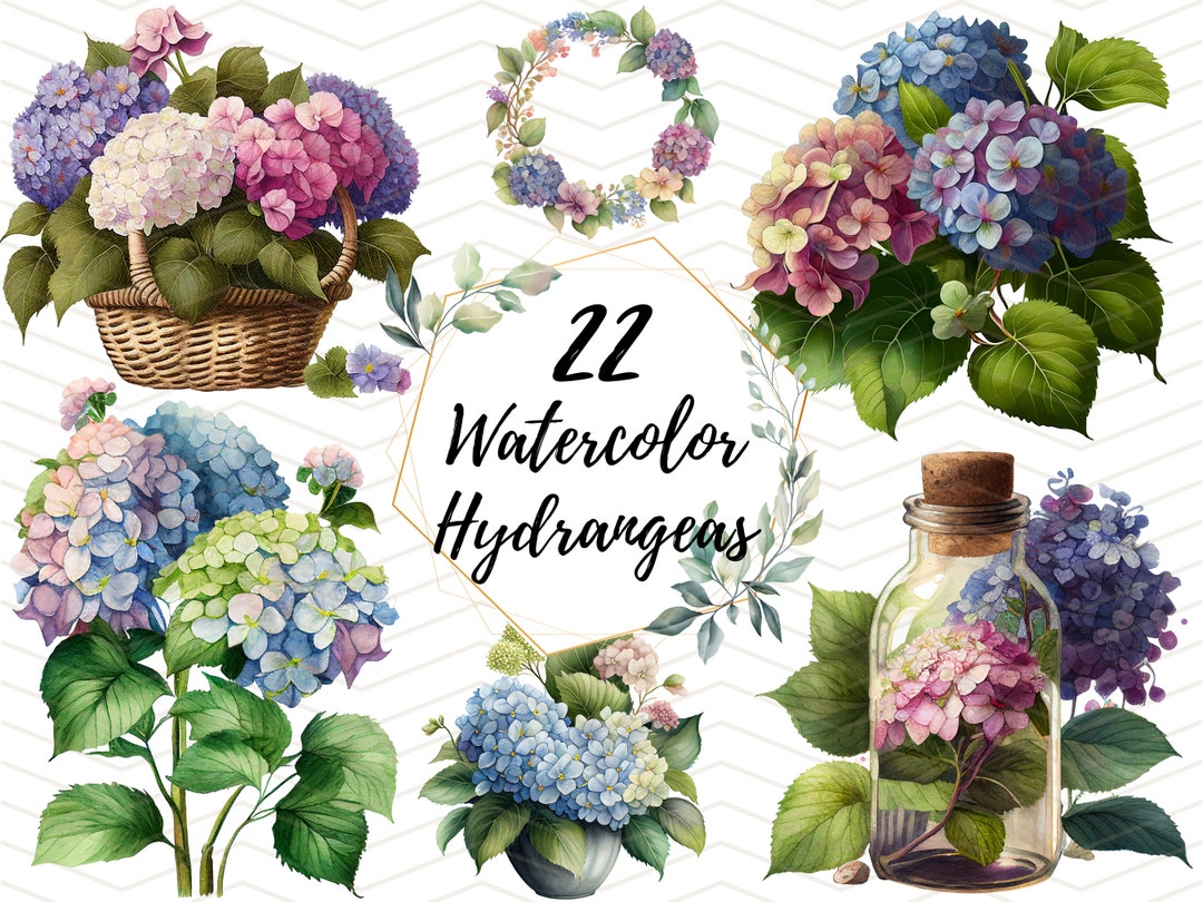 Floral Clipart - Hydrangeas Clipart Bundle - Watercolor Flower Clipart ...