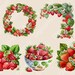 Clipart Strawberry PNG Bundle Clip Art Fruit Watercolor Clipart Summer ...