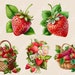 Clipart Strawberry PNG Bundle Clip Art Fruit Watercolor Clipart Summer ...
