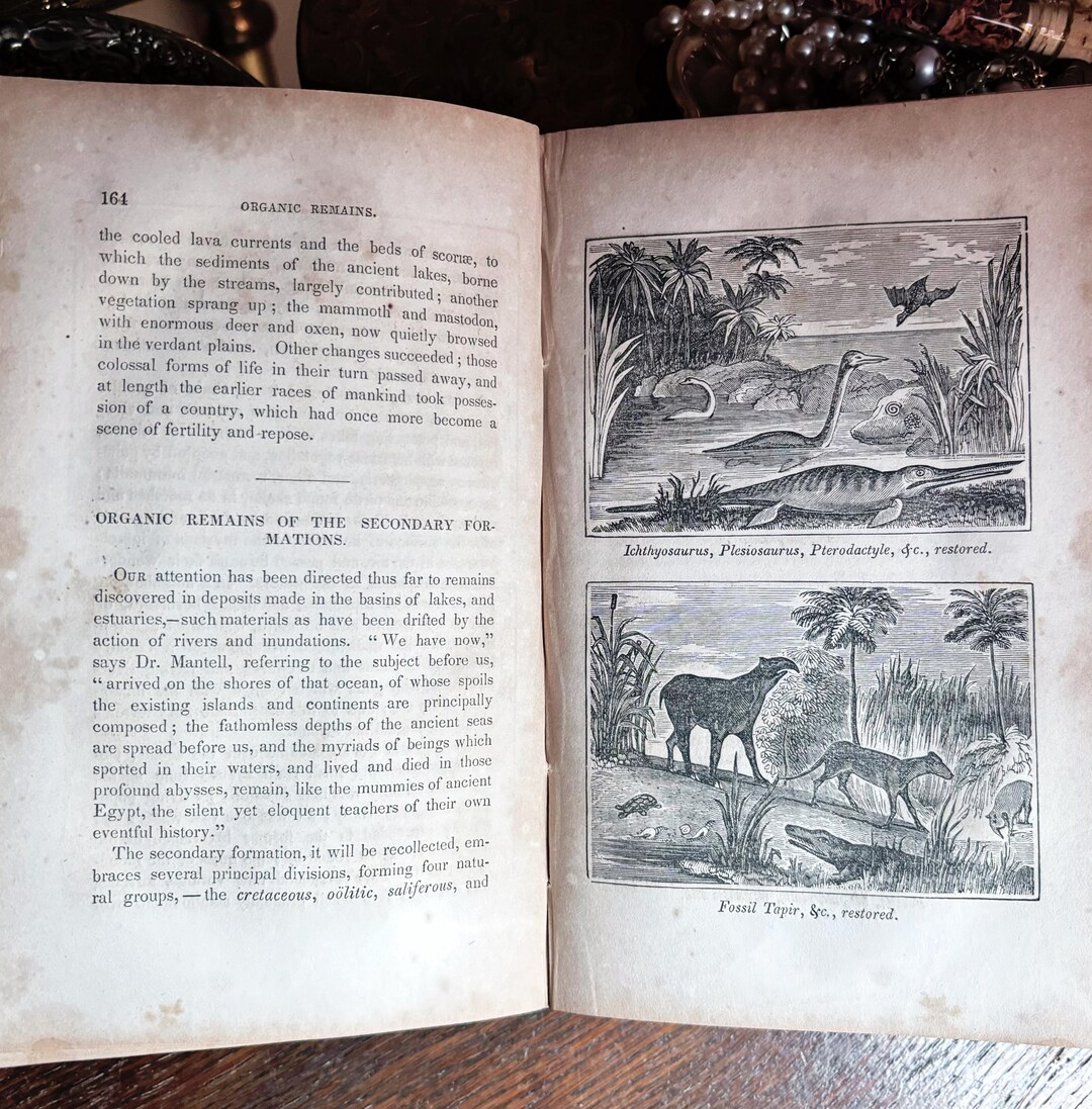 Wonders of Geology | 1844 Illustrated Hardcover Antique Book - Etsy