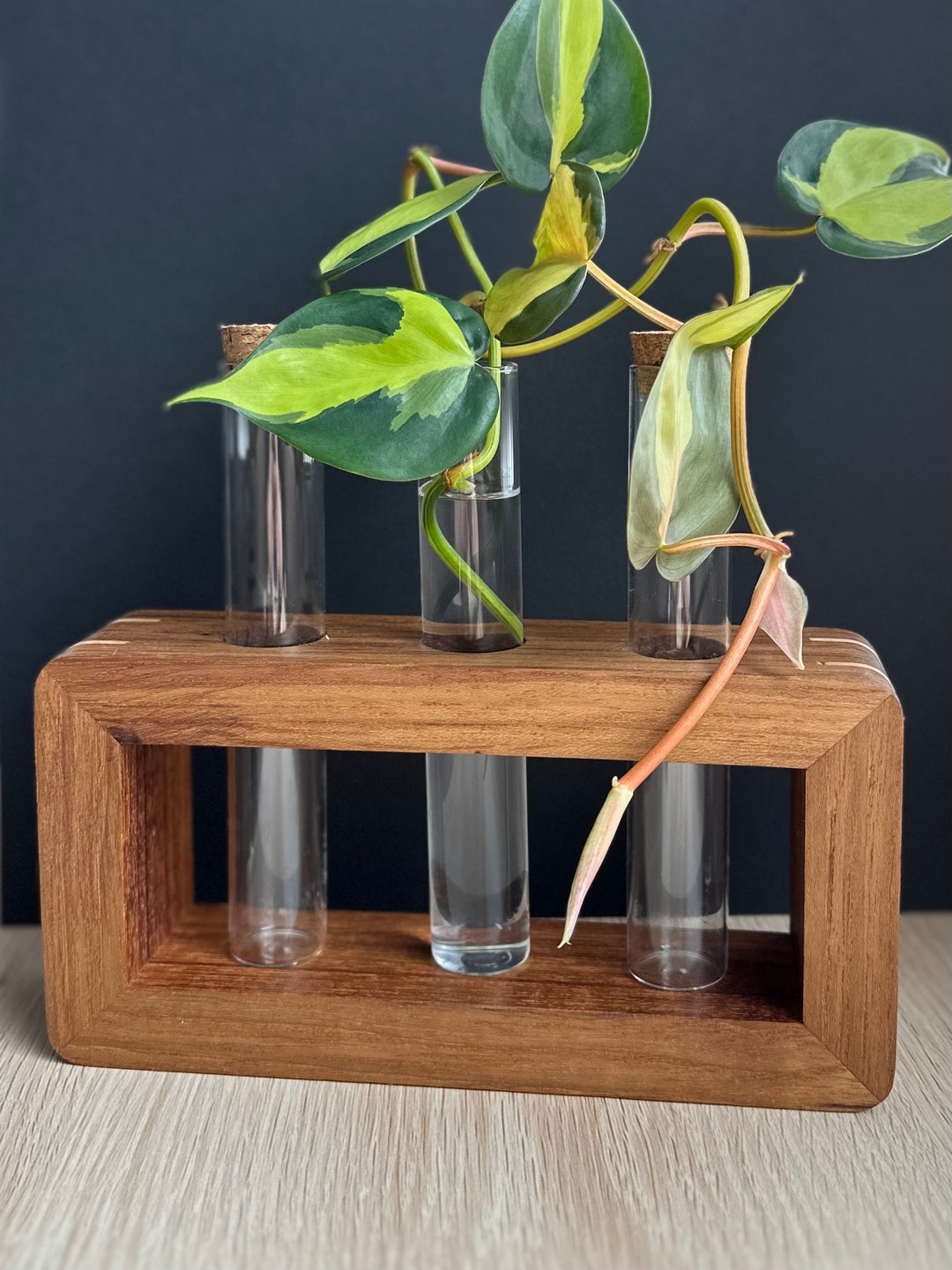 Propagation Stand (glass Test Tubes Included) - Etsy