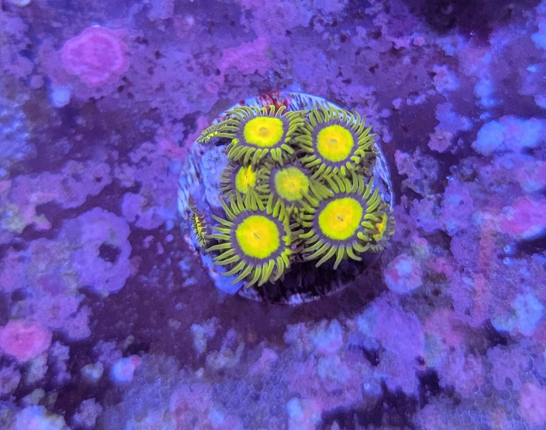 King Midas Zoanthids - Etsy