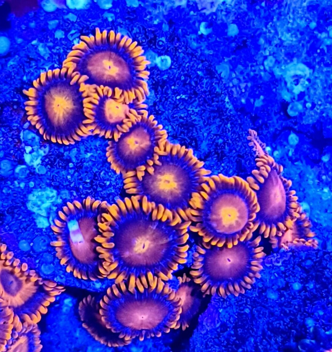 Bam Bam Zoanthids - Etsy
