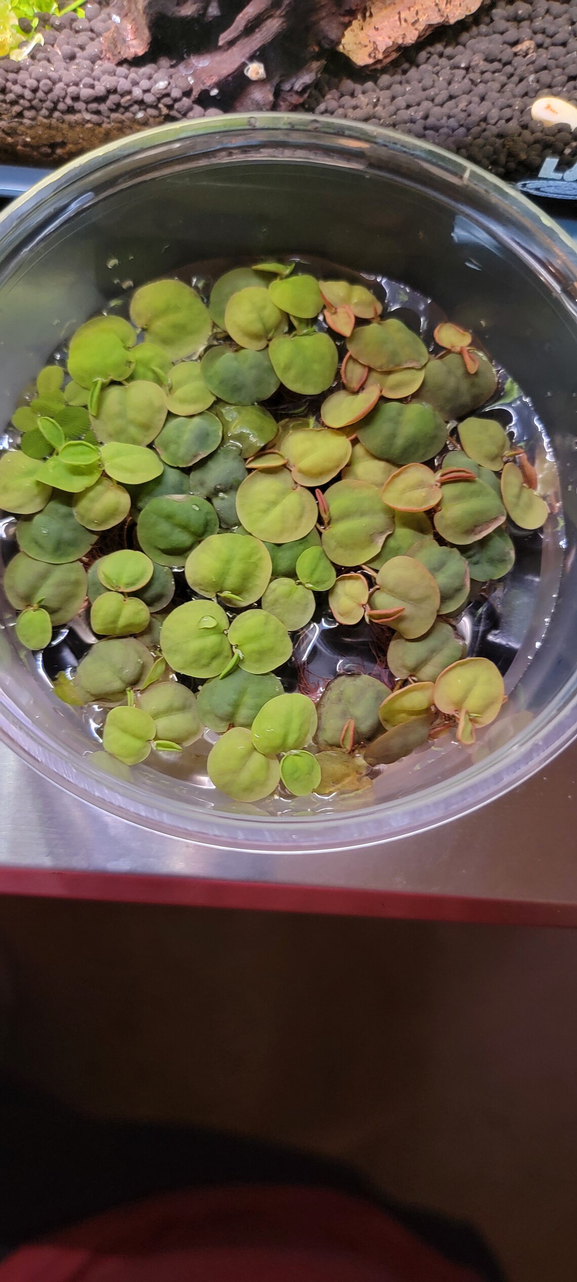 Red Root Floaters Live Aquarium Aquatic Plant - Etsy