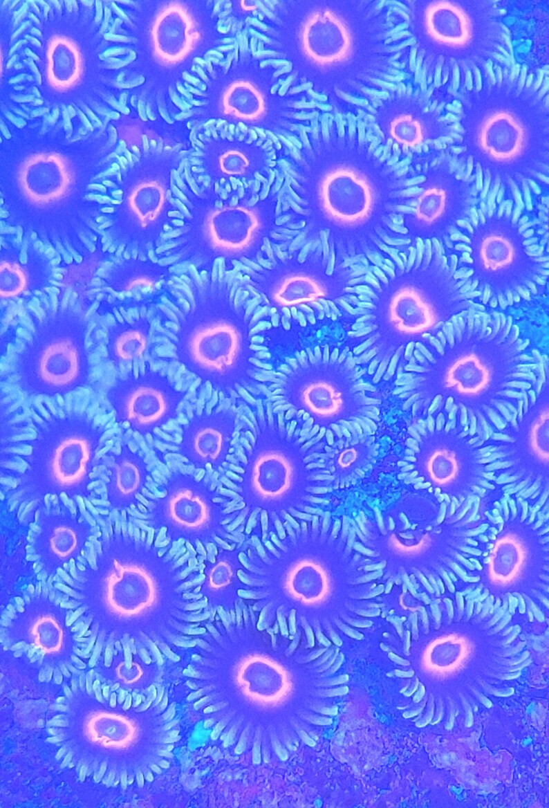 Jawbreaker Zoanthids - Etsy