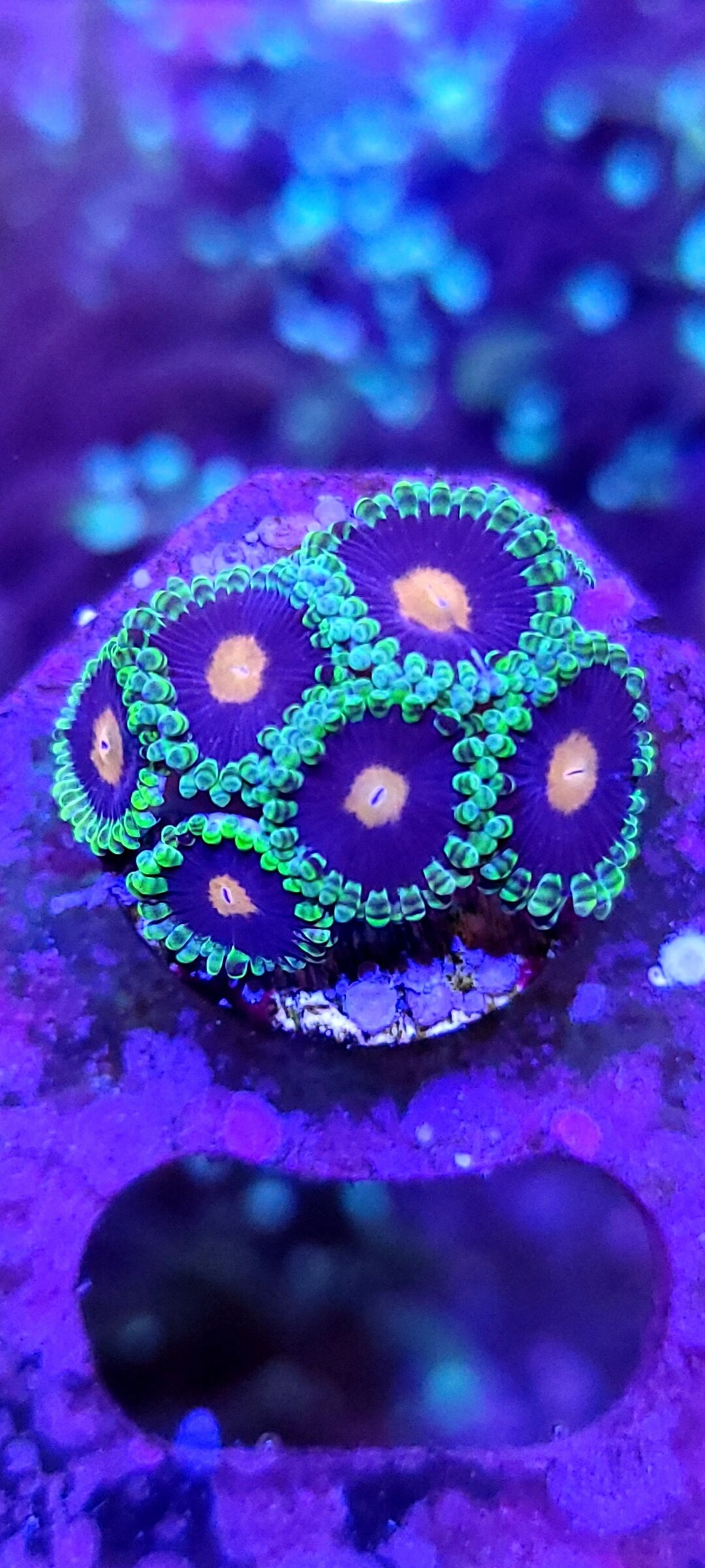 Widowmaker Zoanthids - Etsy