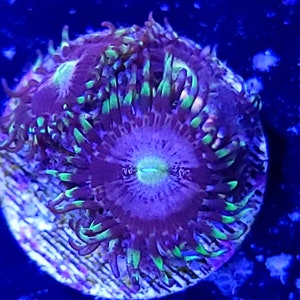 CK Bozo Birthday Zoanthids - Etsy