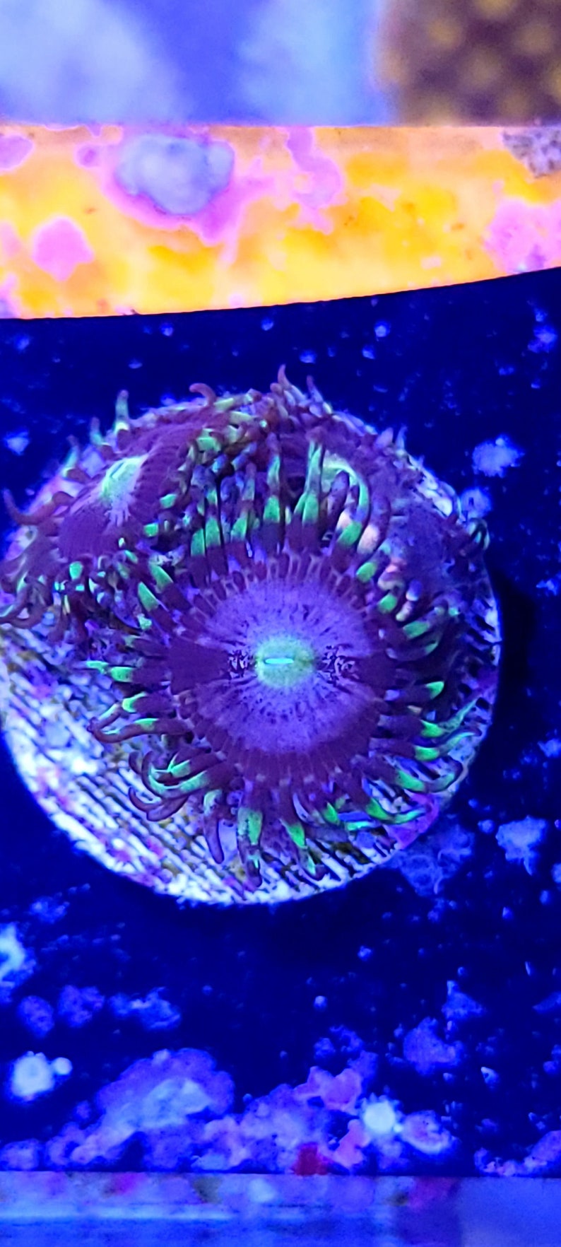 CK Bozo Birthday Zoanthids - Etsy