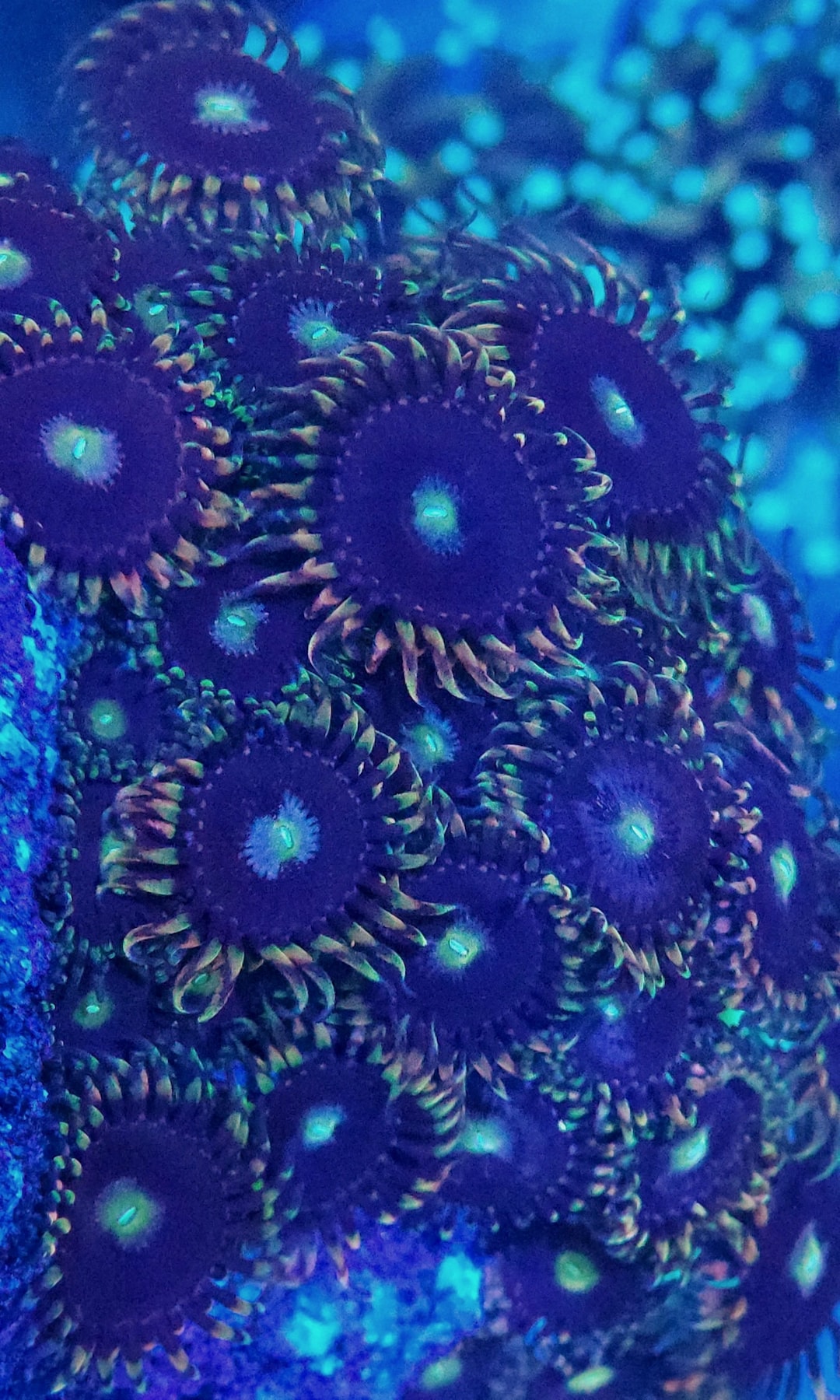 CK Bozo Birthday Zoanthids - Etsy