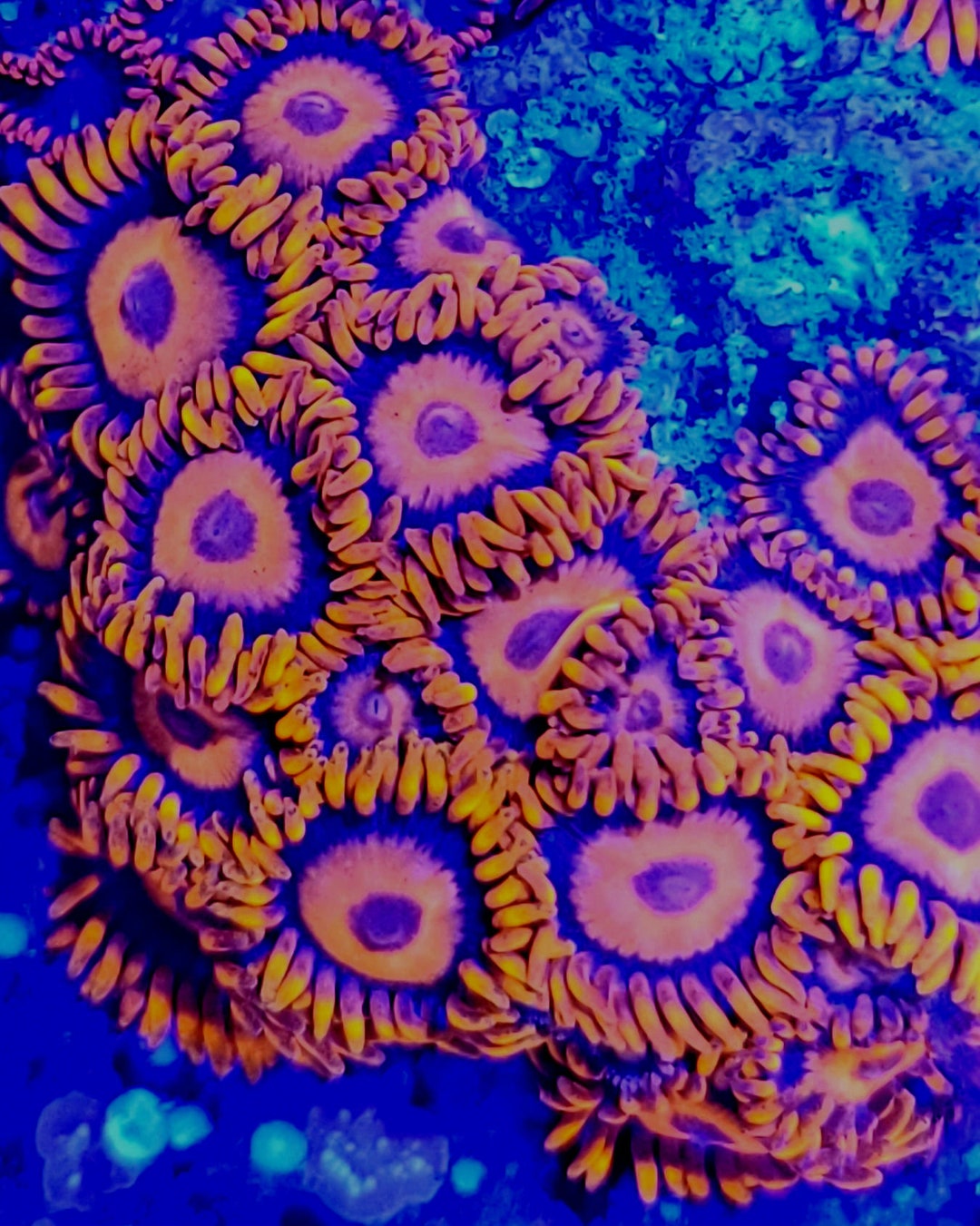 Orange Oxide Zoanthids - Etsy