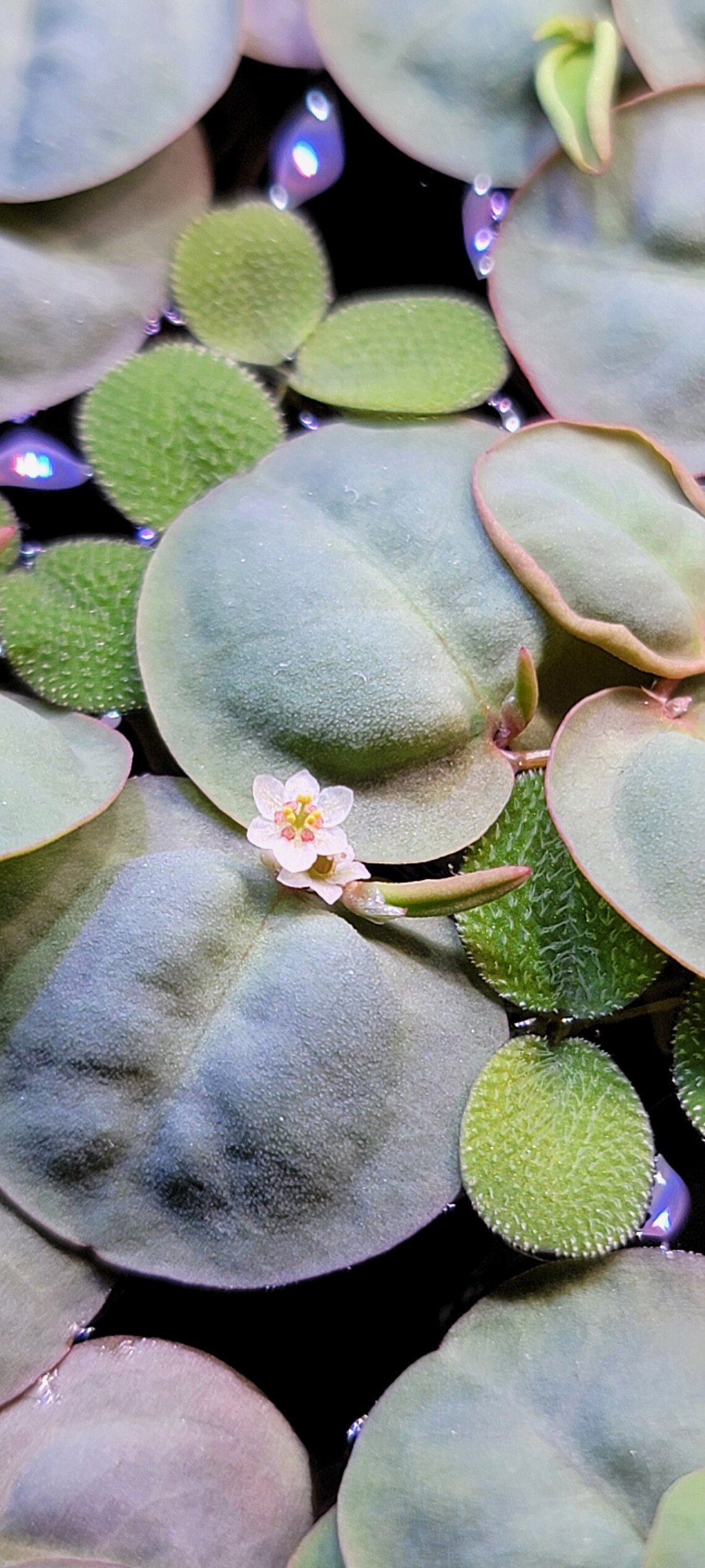 Red Root Floaters Live Aquarium Aquatic Plant - Etsy