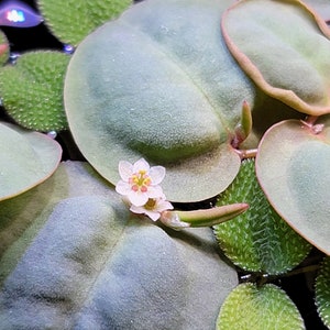 Red Root Floaters Live Aquarium Aquatic Plant - Etsy