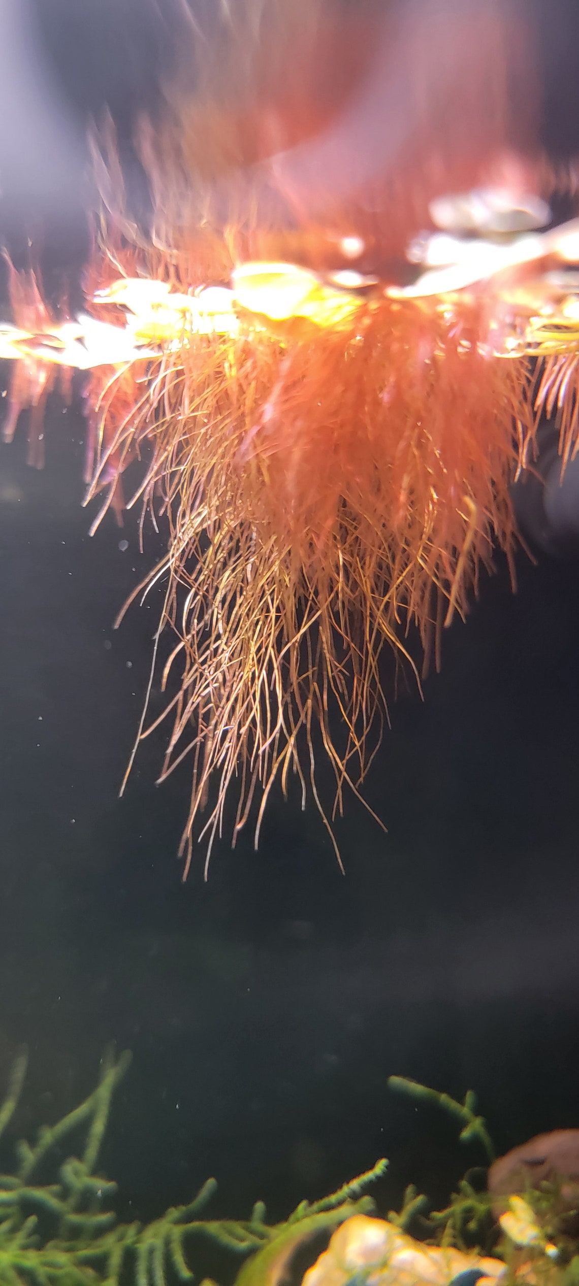 Red Root Floaters Live Aquarium Aquatic Plant - Etsy
