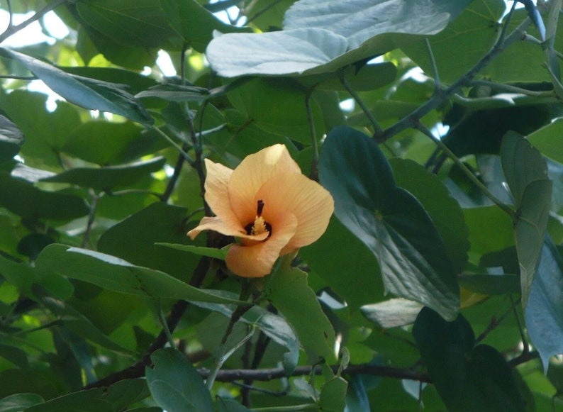 Hau’ula (sea Hibiscus) Seeds - Hibiscus Tiliaceus - Etsy
