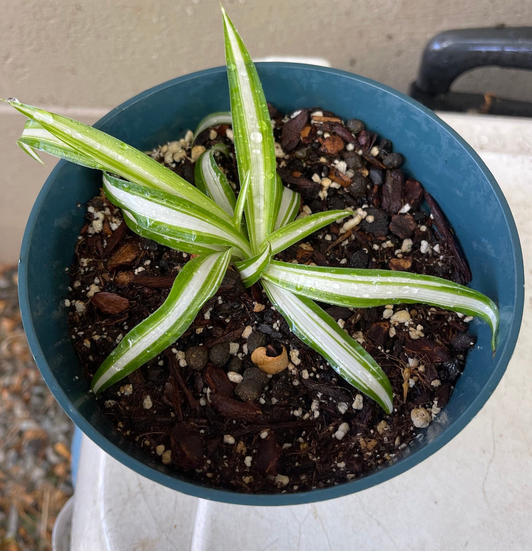 Variegated Spider Plant AKA Airplane Plant Seeds - Etsy