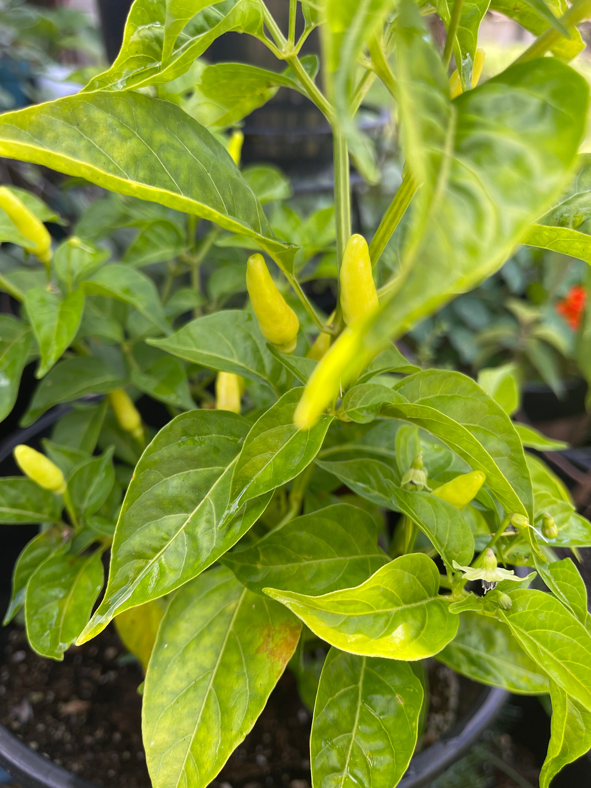 Hawaiian Chili Pepper Seeds - Capsicum Fruitescens - Etsy