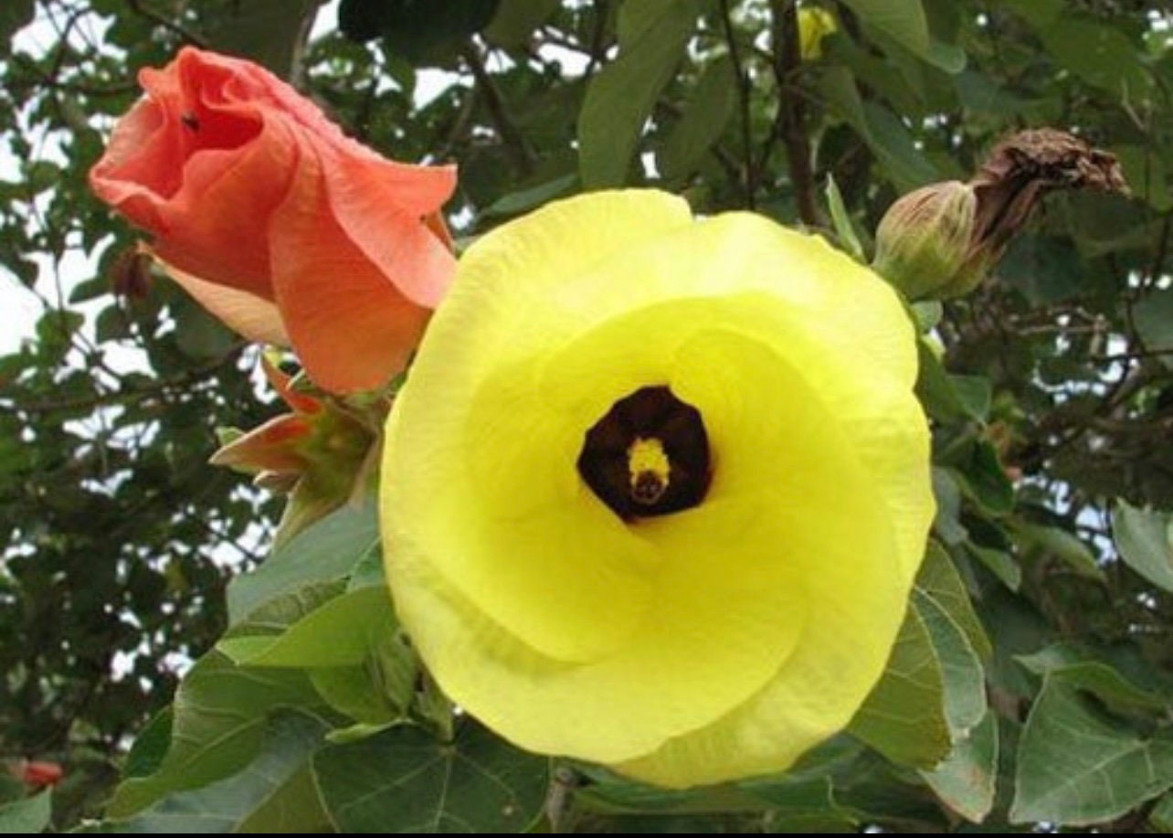 Hau’ula (sea Hibiscus) Seeds - Hibiscus Tiliaceus - Etsy