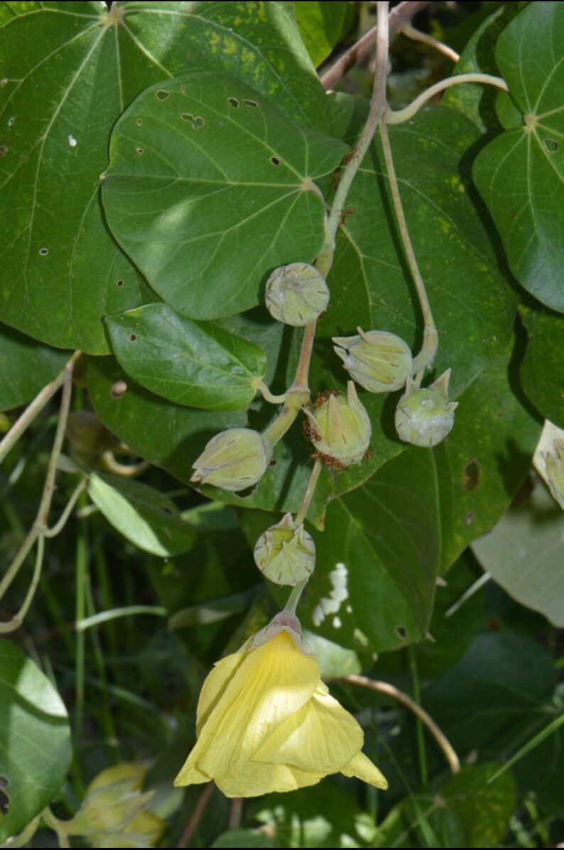 Hau’ula (sea Hibiscus) Seeds - Hibiscus Tiliaceus - Etsy