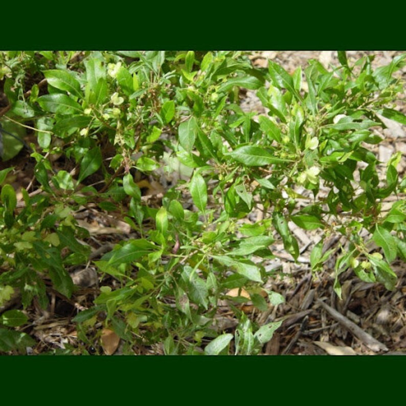 A'ali'i hawaiian Hopseed Bush Seeds Dodonaea Viscosa - Etsy