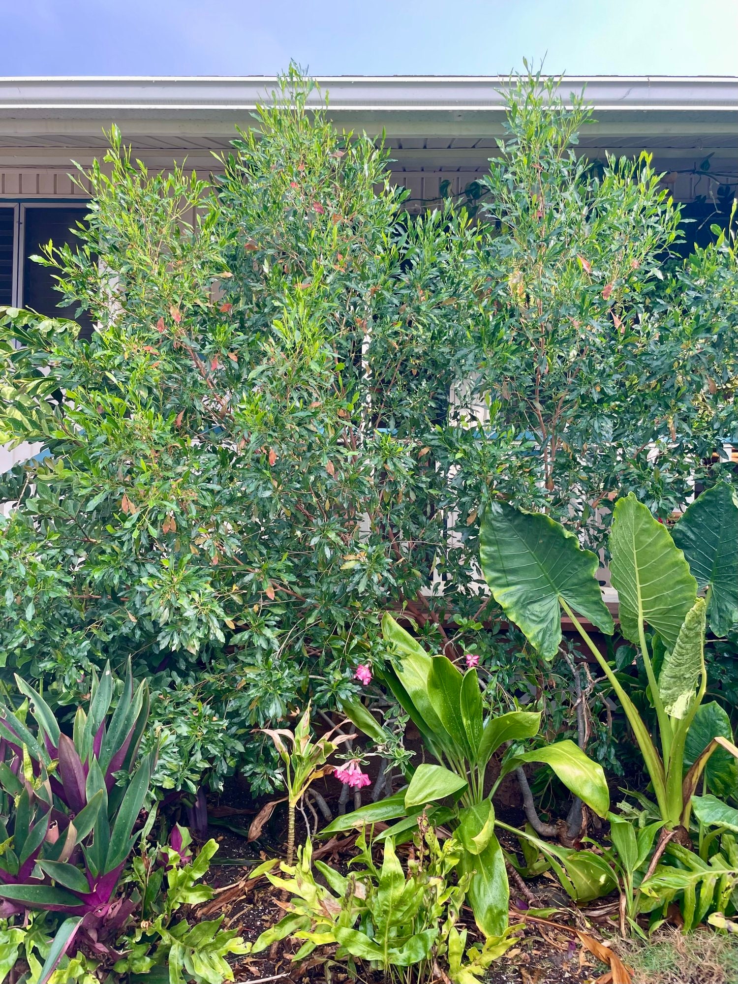 A'ali'i hawaiian Hopseed Bush Seeds Dodonaea Viscosa - Etsy