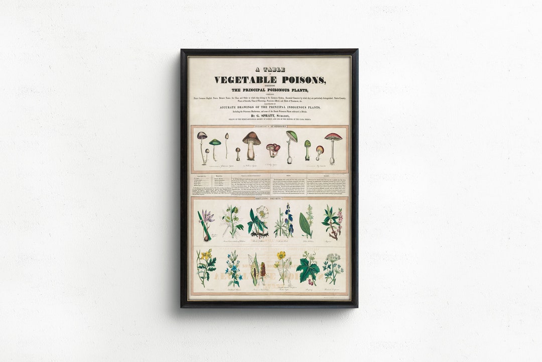 Vintage Botanical Poison Chart Print Educational Vegetable - Etsy