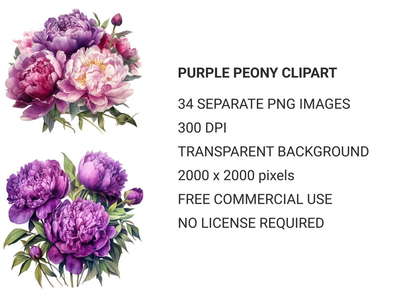 Watercolor Purple Peony Clipart, Peonies PNG, Purple Flower Clip Art ...