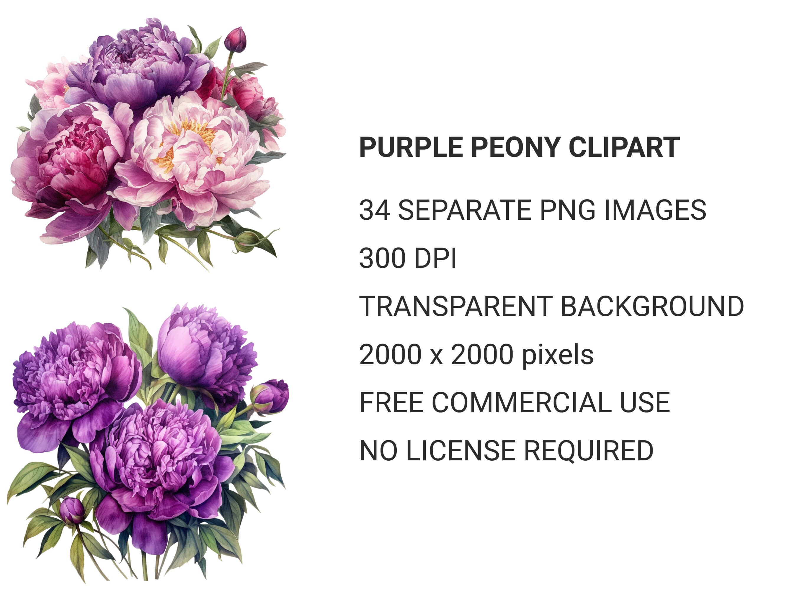 Watercolor Purple Peony Clipart, Peonies PNG, Purple Flower Clip Art ...