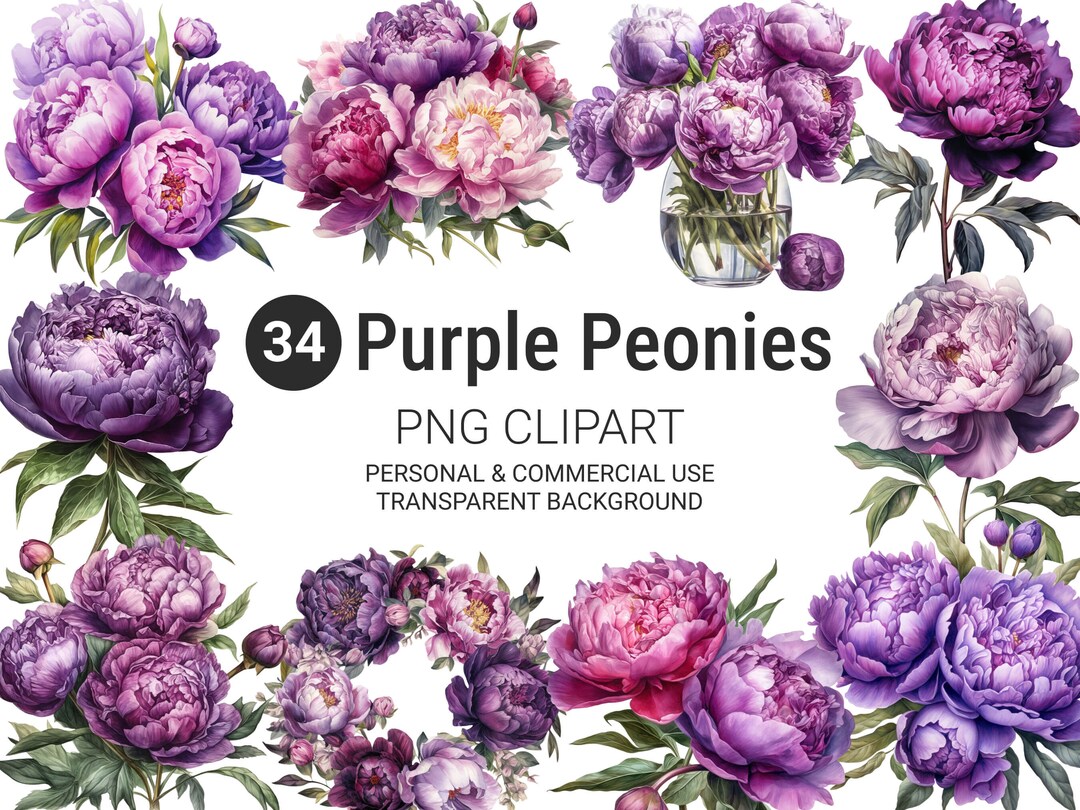 Watercolor Purple Peony Clipart, Peonies PNG, Purple Flower Clip Art ...