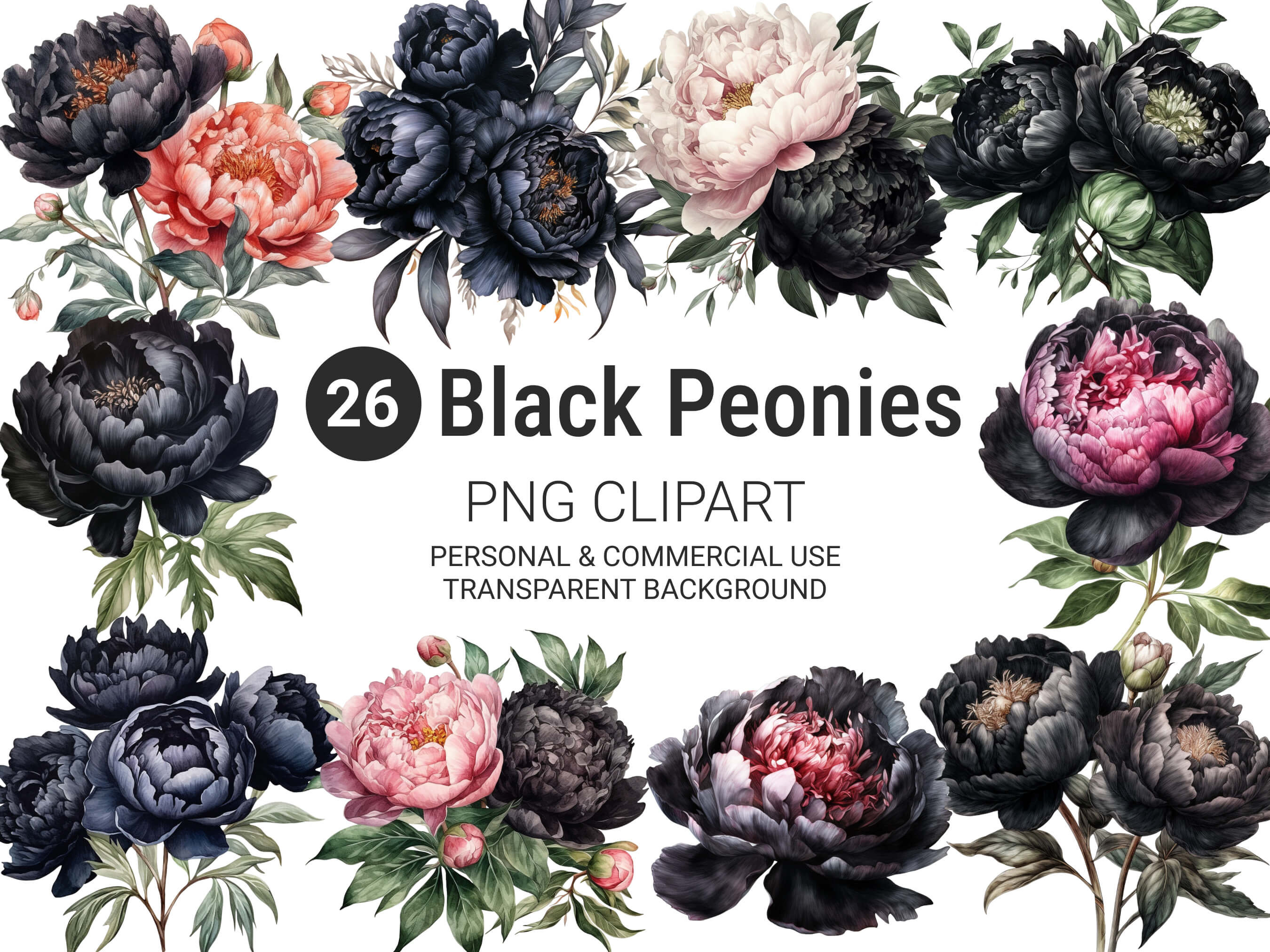 Watercolor Black Peony Clipart, Peonies PNG, Black Flower Clip Art for ...