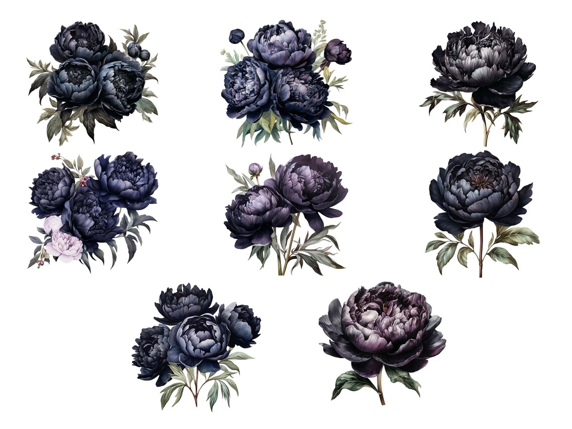 Watercolor Black Peony Clipart, Peonies PNG, Black Flower Clip Art for ...