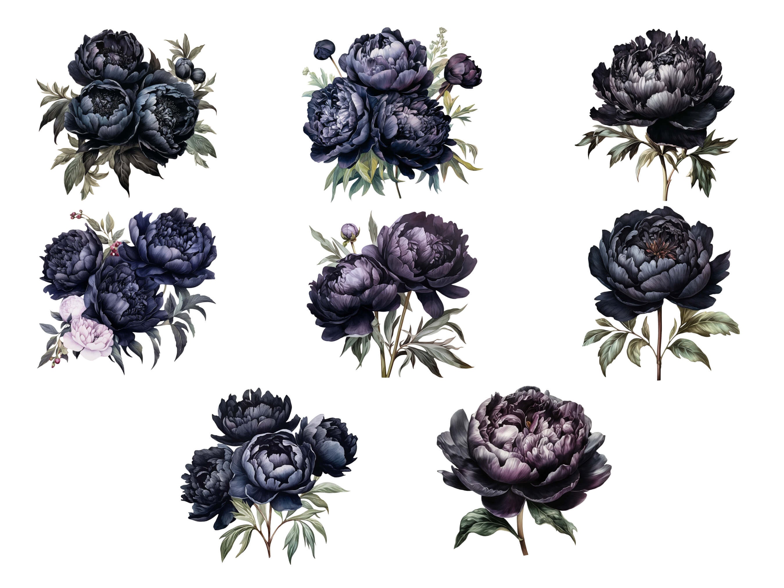 Watercolor Black Peony Clipart, Peonies PNG, Black Flower Clip Art for ...
