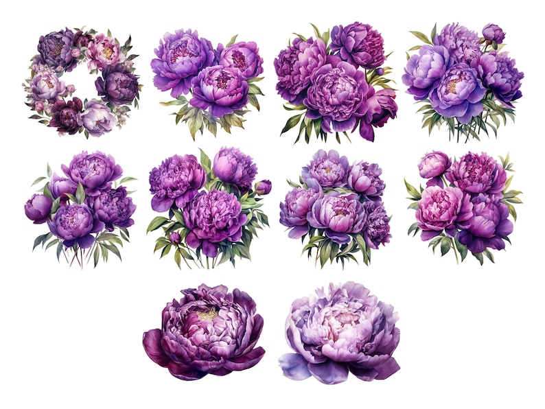 Watercolor Purple Peony Clipart, Peonies PNG, Purple Flower Clip Art ...