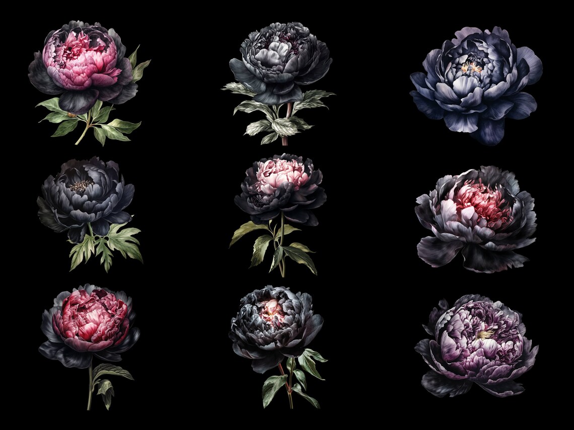 Watercolor Black Peony Clipart, Peonies PNG, Black Flower Clip Art for ...