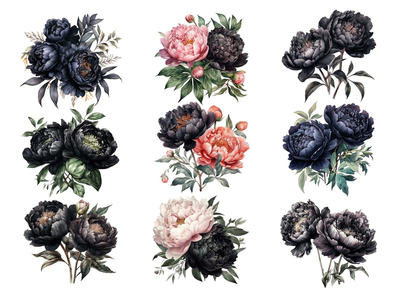 Watercolor Black Peony Clipart, Peonies PNG, Black Flower Clip Art for ...