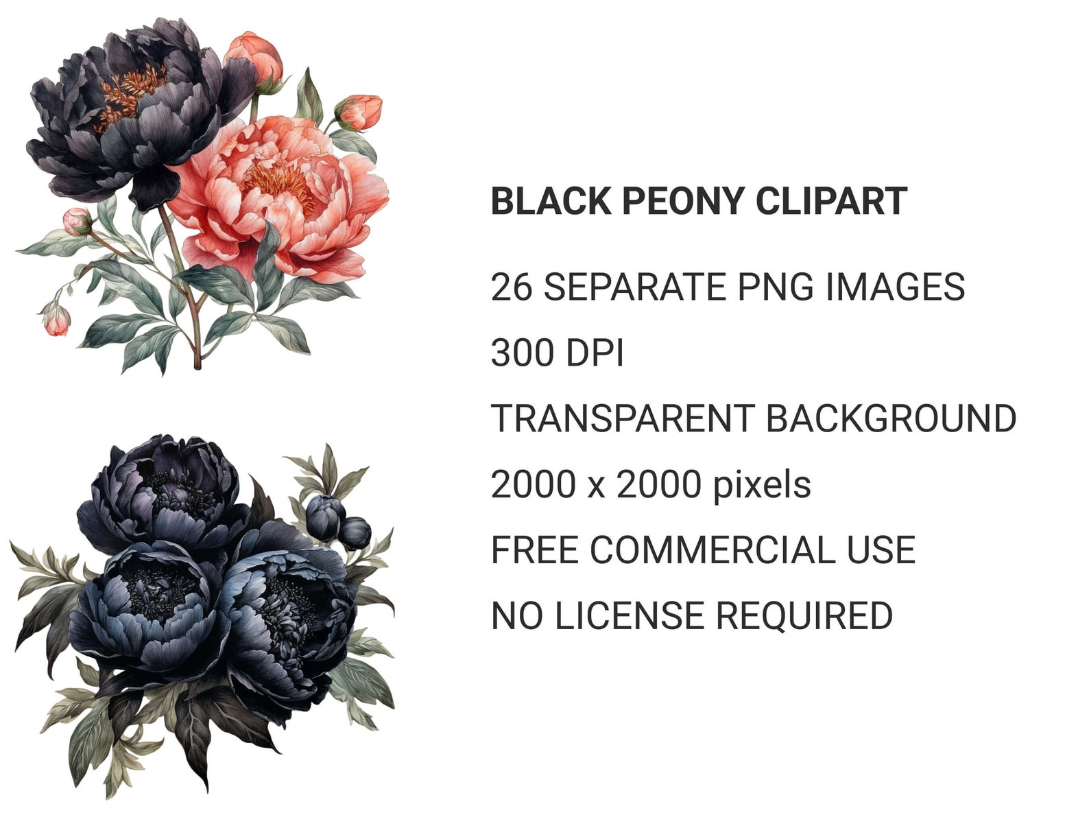 Watercolor Black Peony Clipart, Peonies PNG, Black Flower Clip Art for ...