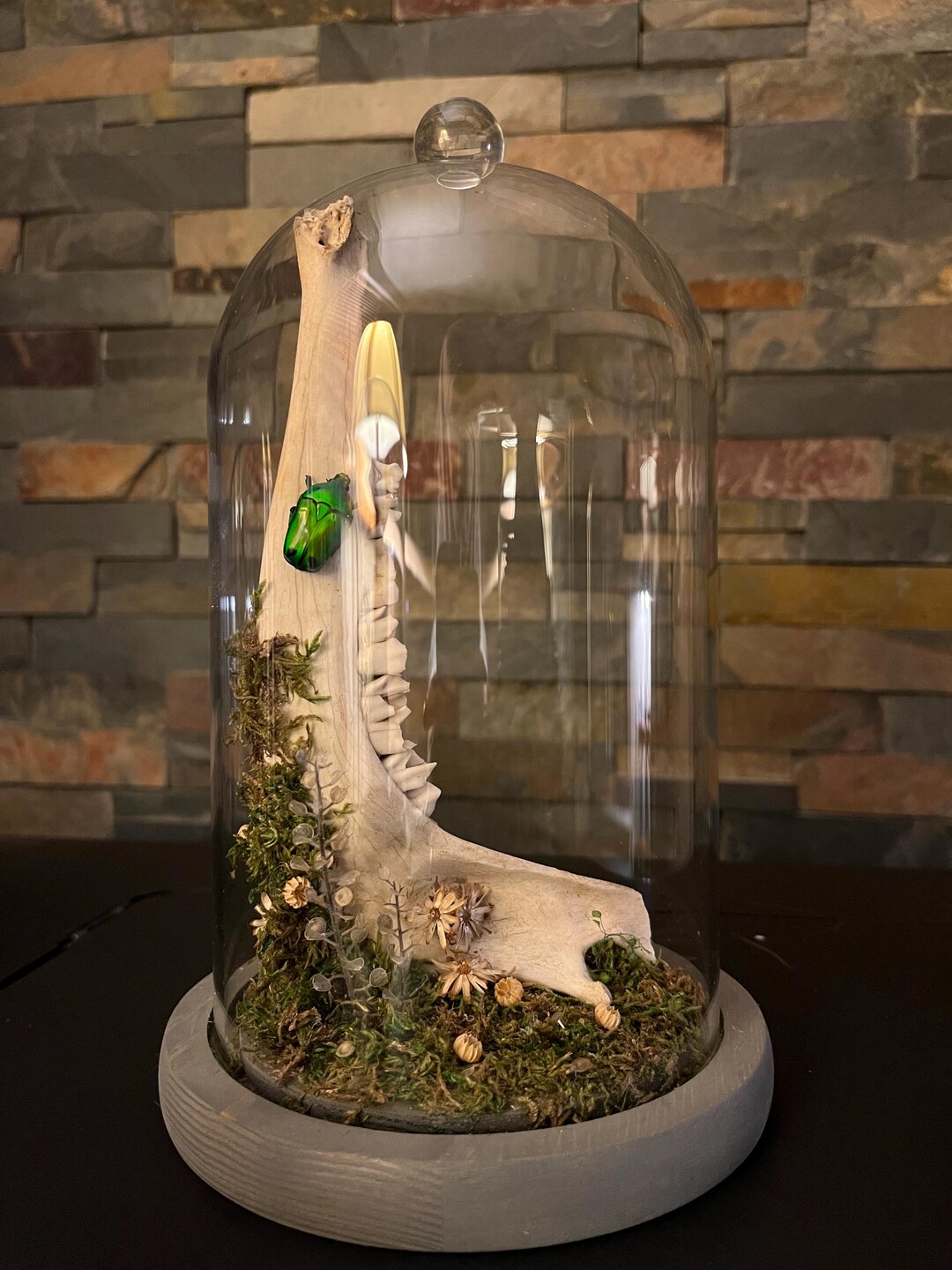 Heterorhina Elegans Scarab Beetle and Mule Deer Jaw Bone - Etsy