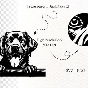 Peeking Lab Svg / Labrador Peeking / Labrador Retriever Svg / Labrador ...