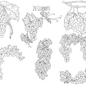 Grapevine SVG for Commercial Use / Grapes and Vine SVG / Wine SVG ...