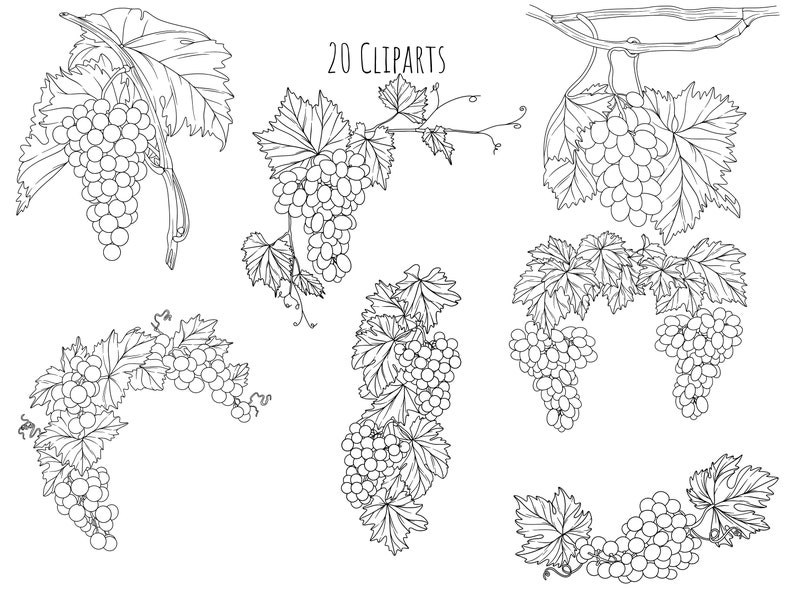Grapevine SVG for Commercial Use / Grapes and Vine SVG / Wine SVG ...