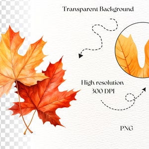 29 Watercolor Fall Leaves Clipart / Autumn Leaves Clipart PNG / Hand ...