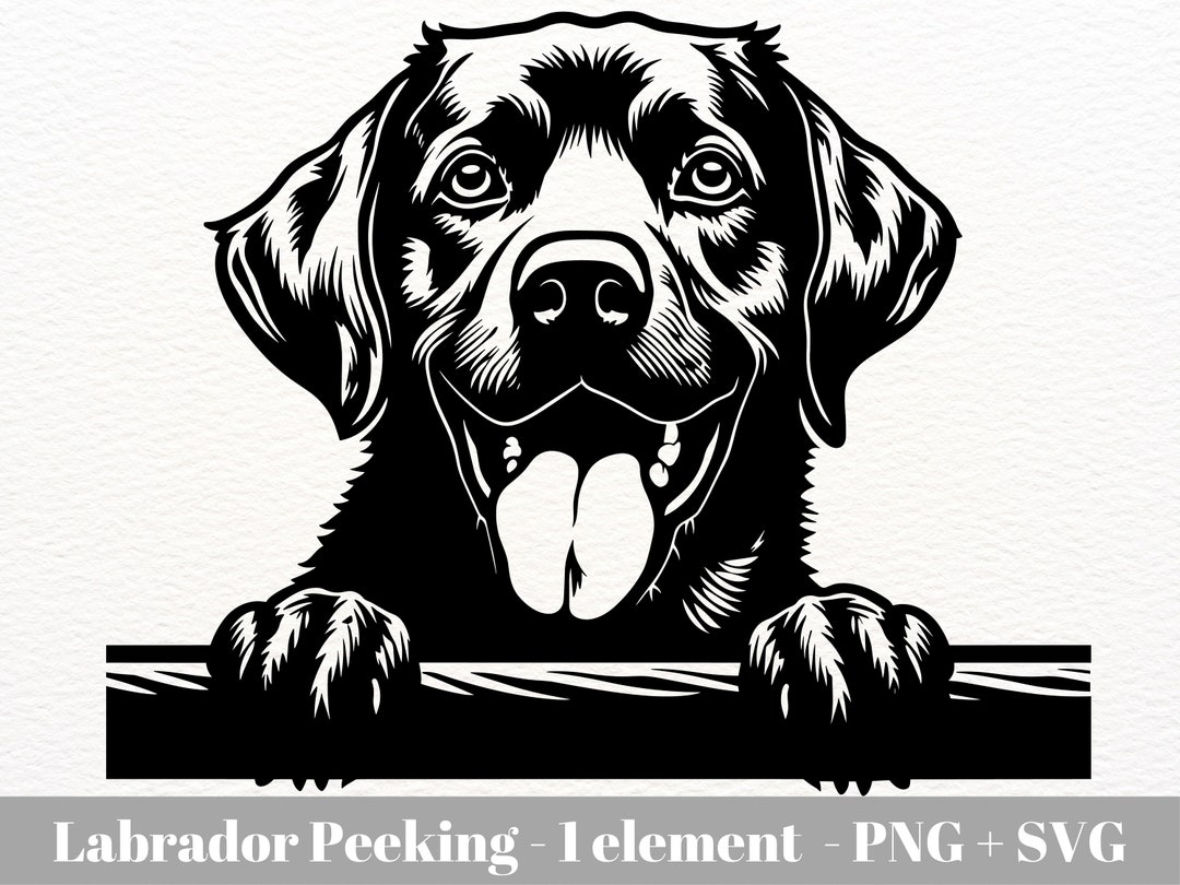 Peeking Lab Svg / Labrador Peeking / Labrador Retriever Svg / Labrador ...