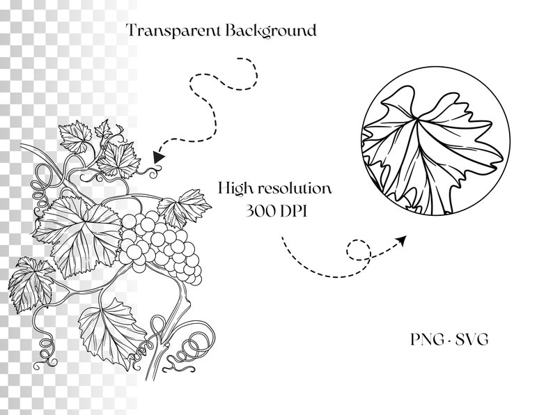 Grapevine SVG for Commercial Use / Grapes and Vine SVG / Wine SVG ...