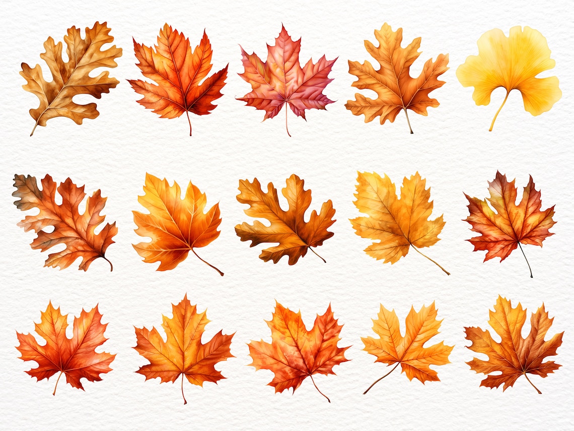 29 Watercolor Fall Leaves Clipart / Autumn Leaves Clipart PNG / Hand ...