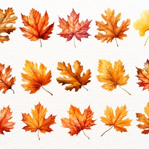 29 Watercolor Fall Leaves Clipart / Autumn Leaves Clipart PNG / Hand ...