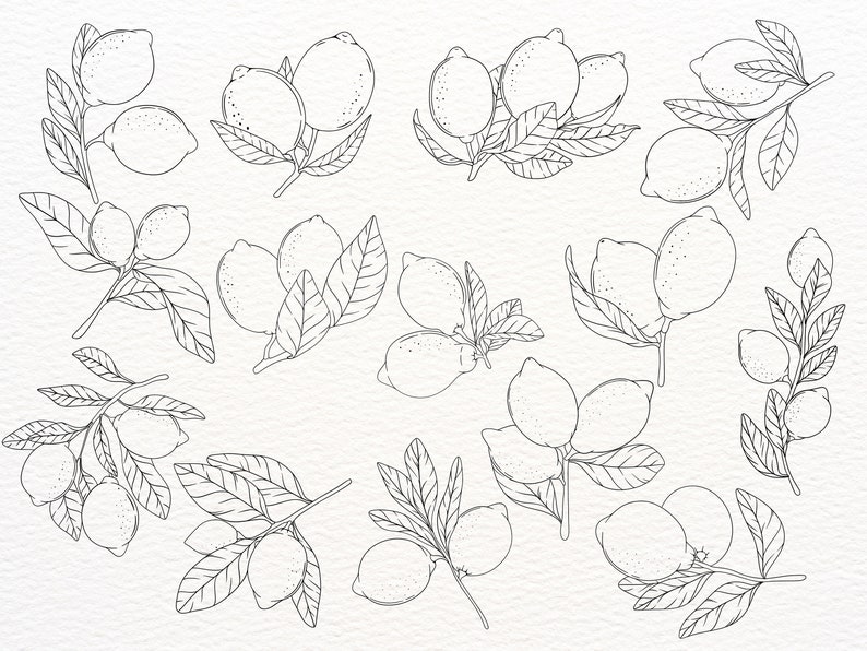 Zitrone Umriss / Zitrone SVG / Zitrone SVG Cricut / Zitronen Zweig ...