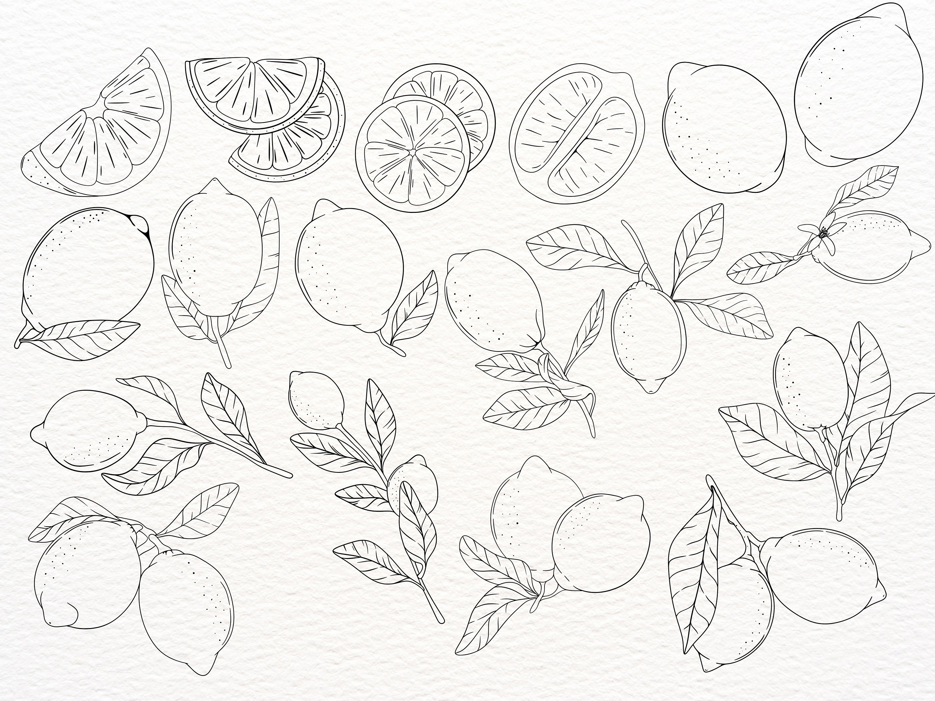 Zitrone Umriss / Zitrone SVG / Zitrone SVG Cricut / Zitronen Zweig ...