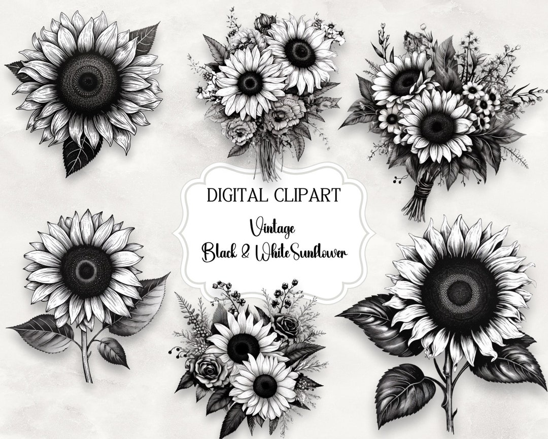 Set of 14 Vintage Black and White Sunflower Digital Clipart Bundle ...