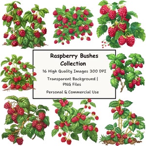 Raspberry Bushes Clipart Collection, High-quality Digital Images ...