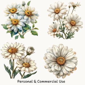 Watercolor Daisy Clipart Set, Digital Download, Commercial Use, PNG ...